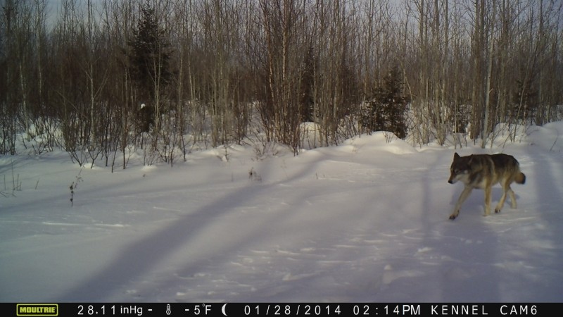 Wolf Sanctuary - Unwanted Captive-Bred Wolves